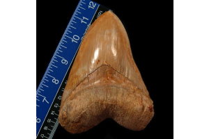 How Scientists Estimate Megalodon Size from the Largest Megalodon Tooth