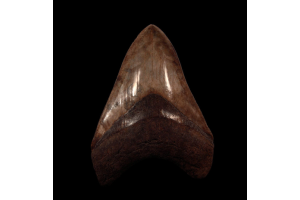 Why Cretoxyrhina Fossils From Texas Are Called The ‘Ginsu Shark’ Teeth