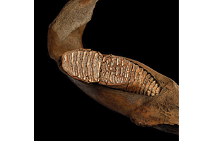 Start Building Your Fossil Collection with Titanosaur Teeth