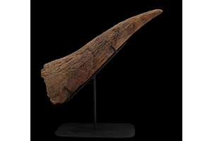 Start Building Your Fossil Collection with Titanosaur Teeth