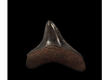 BuriedTreasureFossils: Shark, T-Rex, Megalodon Teeth for Sale