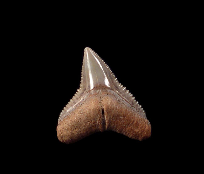Bull Sharks Teeth