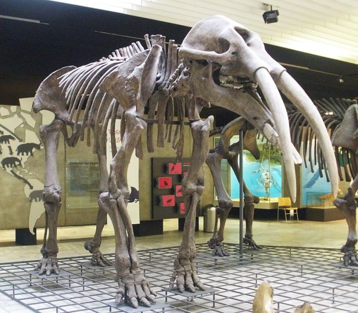 gomphotherium skull