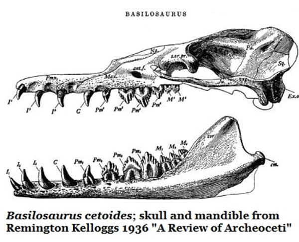 basilosaurus tooth size