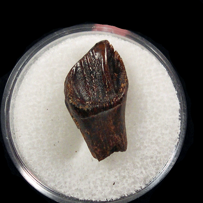 leptoceratops teeth
