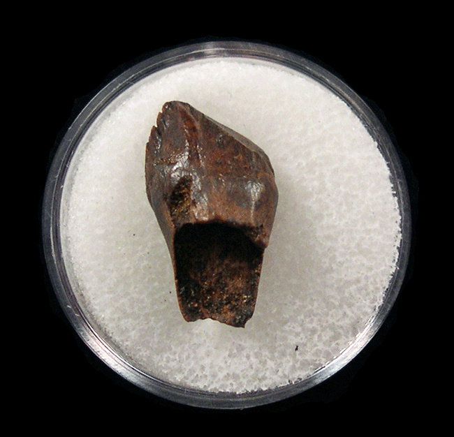 leptoceratops teeth