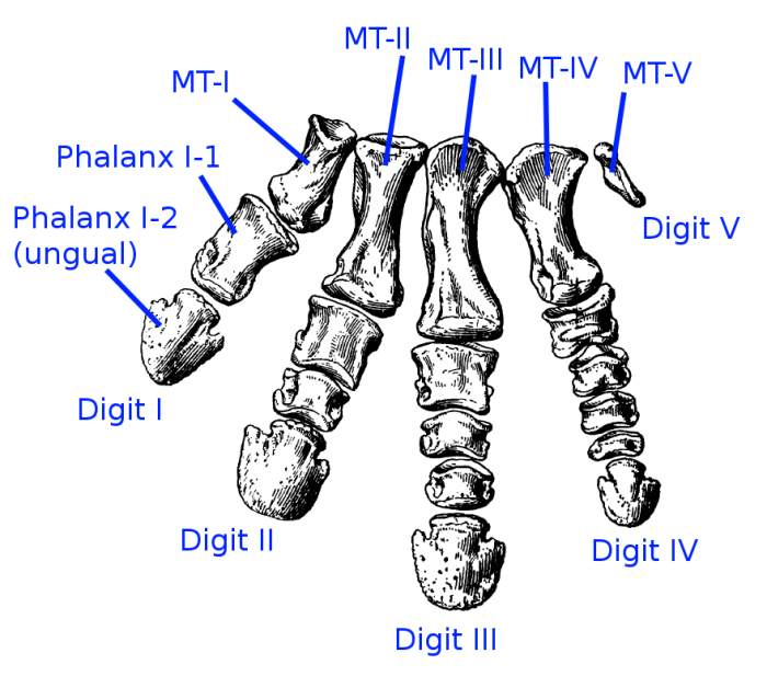 triceratops toe bones