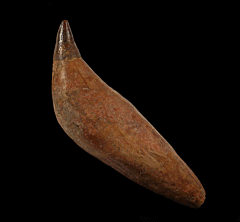 Whale - Chile - Whale / Squalodon Teeth & Fossils - Mammal Teeth & Fossils