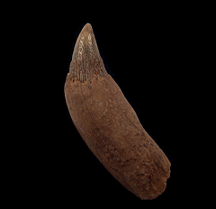 Fossil whale teeth & fossils for sale | Buried Treasure Fossils