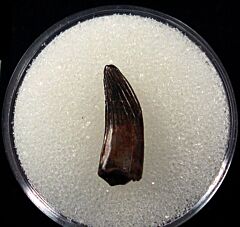 Dinosaur Teeth & Fossils for Sale | Buried Treasure Fossils
