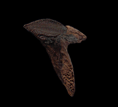 Dinosaur Fossils & Teeth for Sale from U.S. | Buried Treasure Fossils