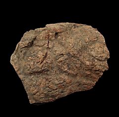 Real Dinosaur Bones for Sale | Buried Treasure Fossils