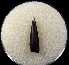 Dinosaur Teeth & Fossils for Sale | Buried Treasure Fossils