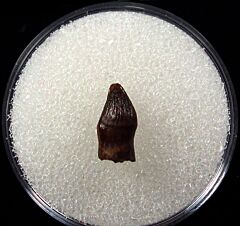 Dinosaur Teeth & Fossils for Sale | Buried Treasure Fossils