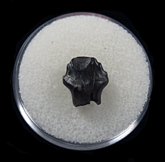 Dinosaur Teeth & Fossils for Sale | Buried Treasure Fossils