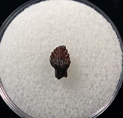 Ankylosaurus fossils for sale | Buried Treasure Fossils