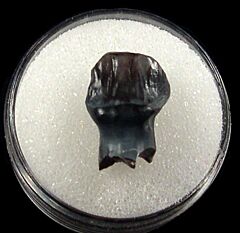 Dinosaur Teeth & Fossils for Sale | Buried Treasure Fossils