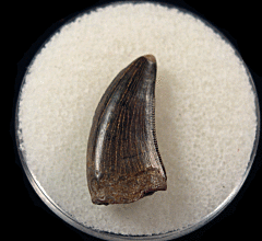 Nannotyrannus Tooth for Sale | Buried Treasure Fossils