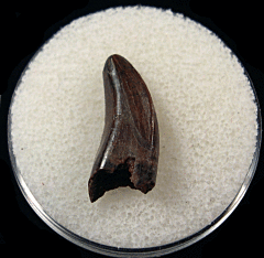 Nannotyrannus Tooth for Sale | Buried Treasure Fossils
