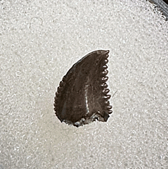 Dinosaur Teeth & Fossils for Sale | Buried Treasure Fossils