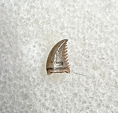 Dinosaur Fossils & Teeth for Sale from U.S. | Buried Treasure Fossils