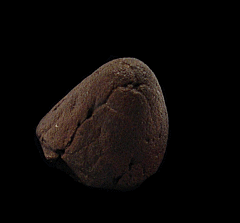 Pachychephalosaurus fossils for sale | Buried Treasure Fossils