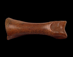 Real Dinosaur Bones for Sale | Buried Treasure Fossils