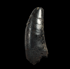 Tyrannosaurus (T-Rex) Tooth & Fossils for Sale | Buried Treasure Fossils