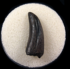 Tyrannosaurus (T-Rex) Tooth & Fossils for Sale | Buried Treasure Fossils