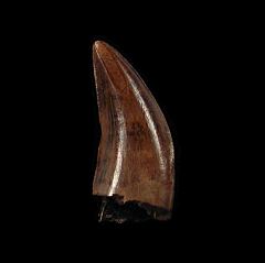 Albertosaurus, Gorgosaurus and Daspletosaurus teeth for sale | Buried ...