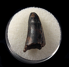 Dinosaur Teeth & Fossils for Sale | Buried Treasure Fossils