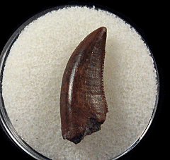 Albertosaurus, Gorgosaurus and Daspletosaurus teeth for sale | Buried ...