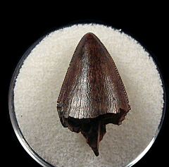 Albertosaurus, Gorgosaurus and Daspletosaurus teeth for sale | Buried ...