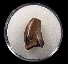 Albertosaurus, Gorgosaurus and Daspletosaurus teeth for sale | Buried ...