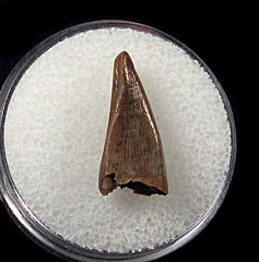 Albertosaurus, Gorgosaurus and Daspletosaurus teeth for sale | Buried ...