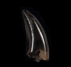 BuriedTreasureFossils: Shark, T-Rex, Megalodon Teeth for Sale