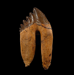 Mammal Teeth & fossils for sale | Buried Treasure Fossils