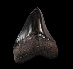 BLACK Megalodon Teeth for Sale | Buried Treasure Fossils