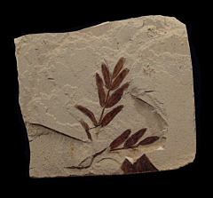 Green River Formation Leaf Fossils | Buried Treasure Fossils