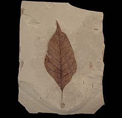 Green River Formation Leaf Fossils | Buried Treasure Fossils