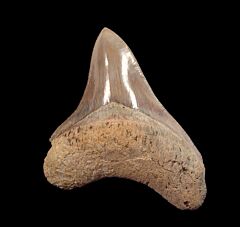 Megalodon Shark Teeth for Sale | Buried Treasure Fossils
