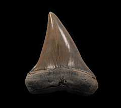 Mako (Isurus) Shark Teeth for Sale | Buried Treasure Fossils
