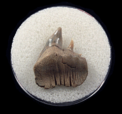 Cow Shark Teeth for Sale | Buried Treasure Fossils