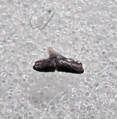 Latest Fossils for sale | Buried Treasure Fossils