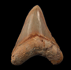 Morocco Megalodon for Sale | Buried Treasure Fossils