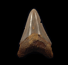 Morocco Megalodon for Sale | Buried Treasure Fossils