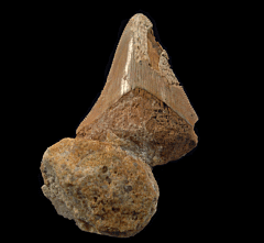 Morocco Megalodon for Sale | Buried Treasure Fossils