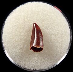 Moroccan Raptor Teeth & Raptor Fossils for Sale | Buried Treasure Fossils