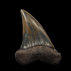 Mako (Isurus) Shark Teeth for Sale | Buried Treasure Fossils