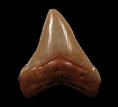 No. Carolina copper-red Fossil shark teeth | Buried Treasure Fossils